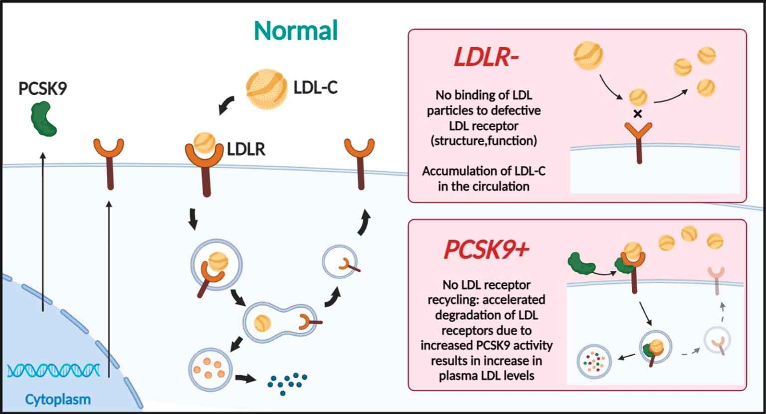 Pipeline - Next Generation Gene Therapeutics
