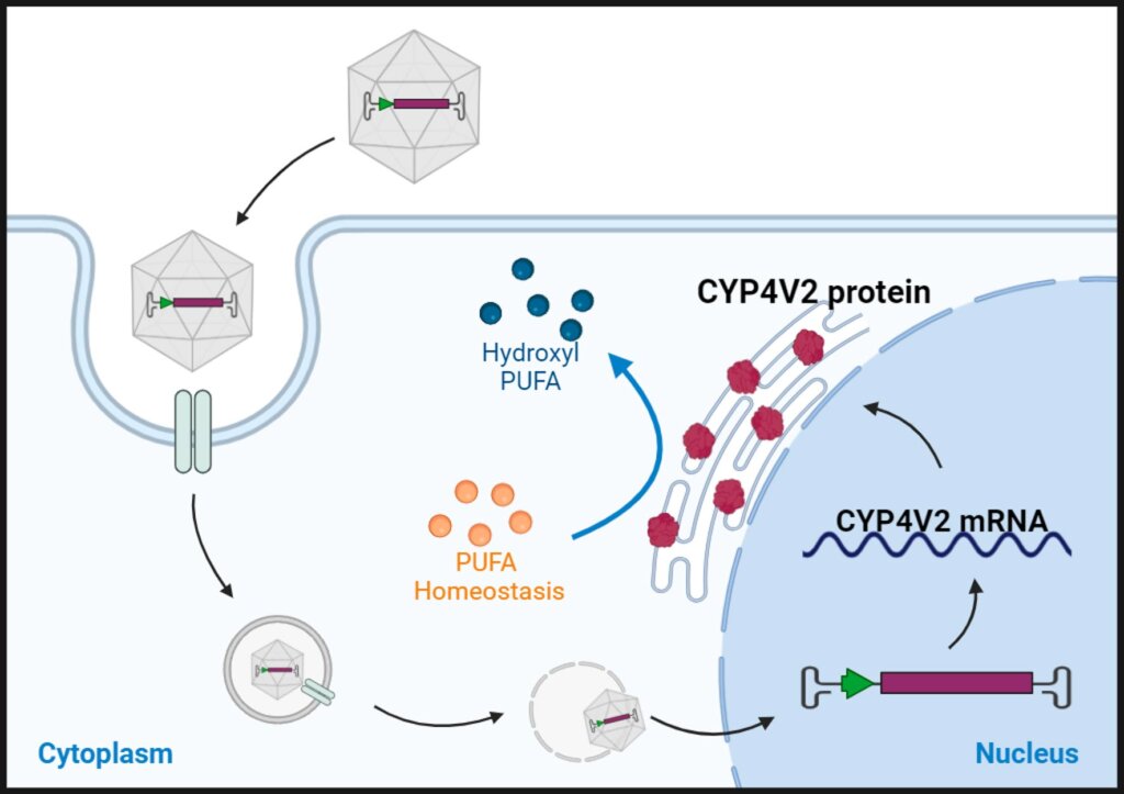 Pipeline - Next Generation Gene Therapeutics