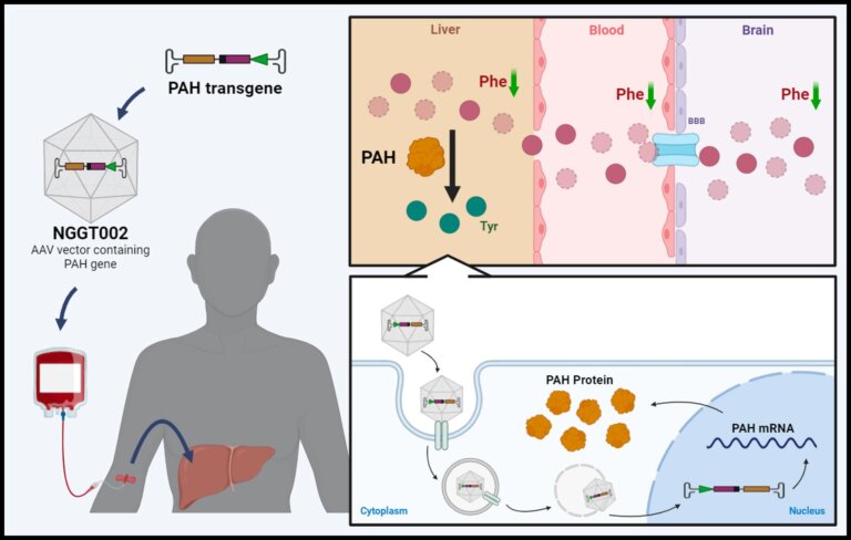 Pipeline - Next Generation Gene Therapeutics