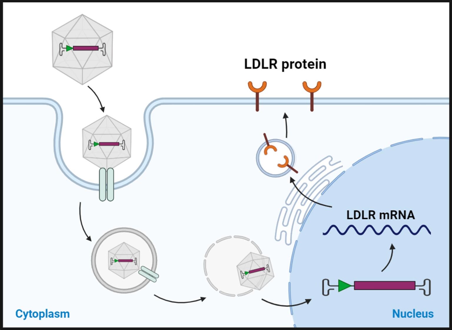 Pipeline - Next Generation Gene Therapeutics